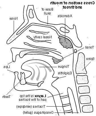 Laryngeala (hals) cancer – Nadata