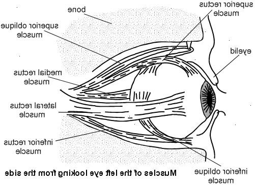 Squint (skelning) hos barn – Nadata